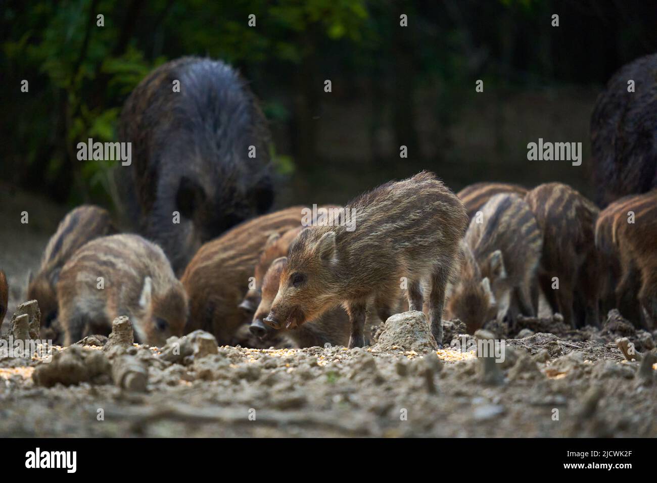 Wild hog herd rooting for food in the forest Stock Photo - Alamy