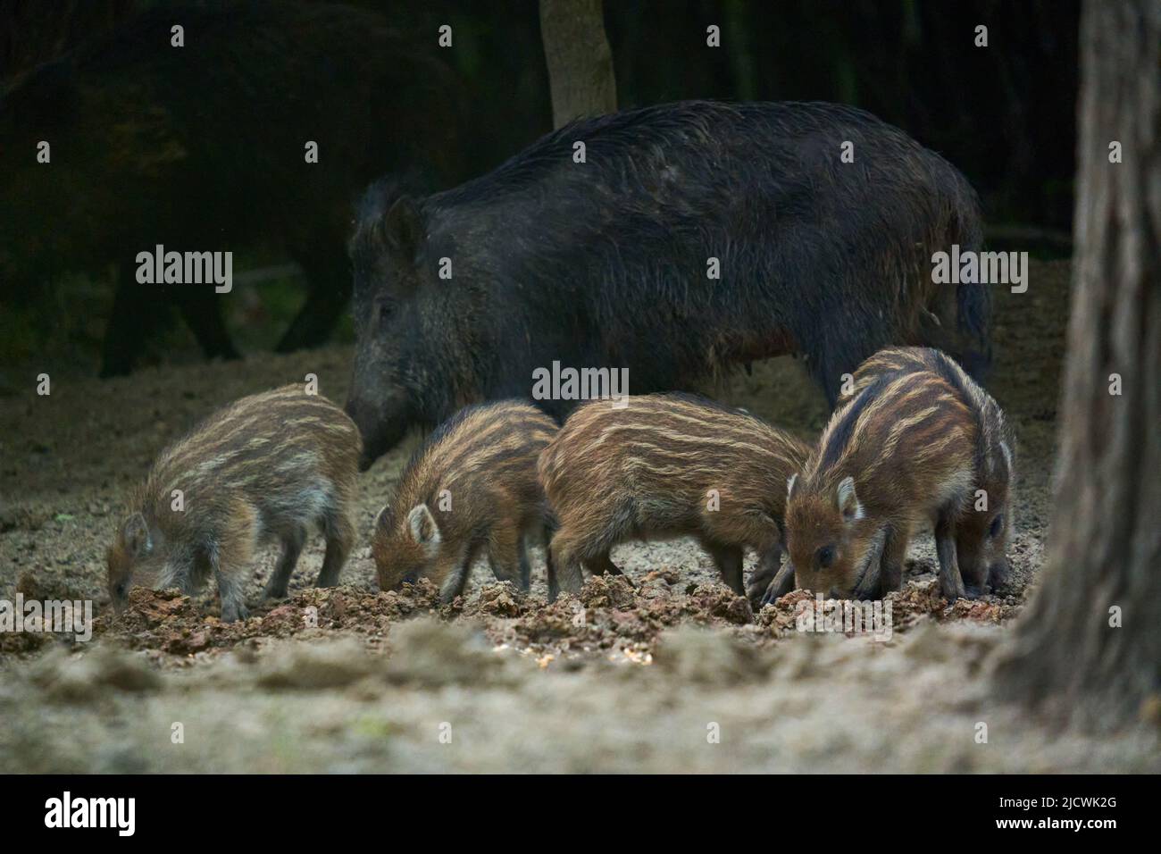 Wild hog herd rooting for food in the forest Stock Photo - Alamy