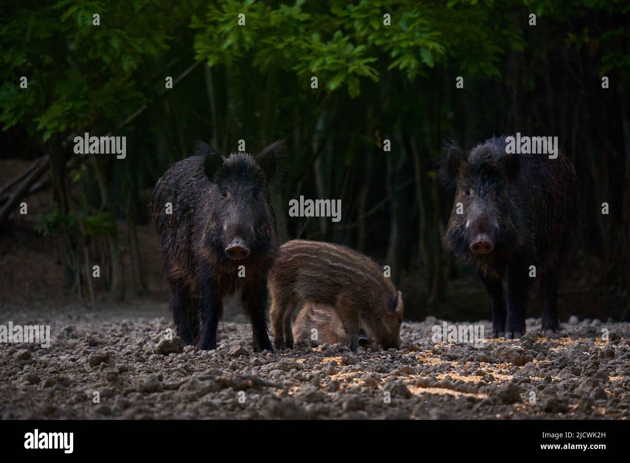 Wild hog herd rooting for food in the forest Stock Photo - Alamy