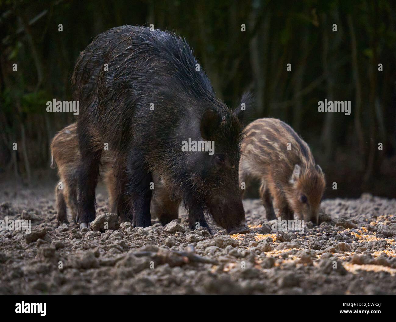 Wild hog herd rooting for food in the forest Stock Photo - Alamy