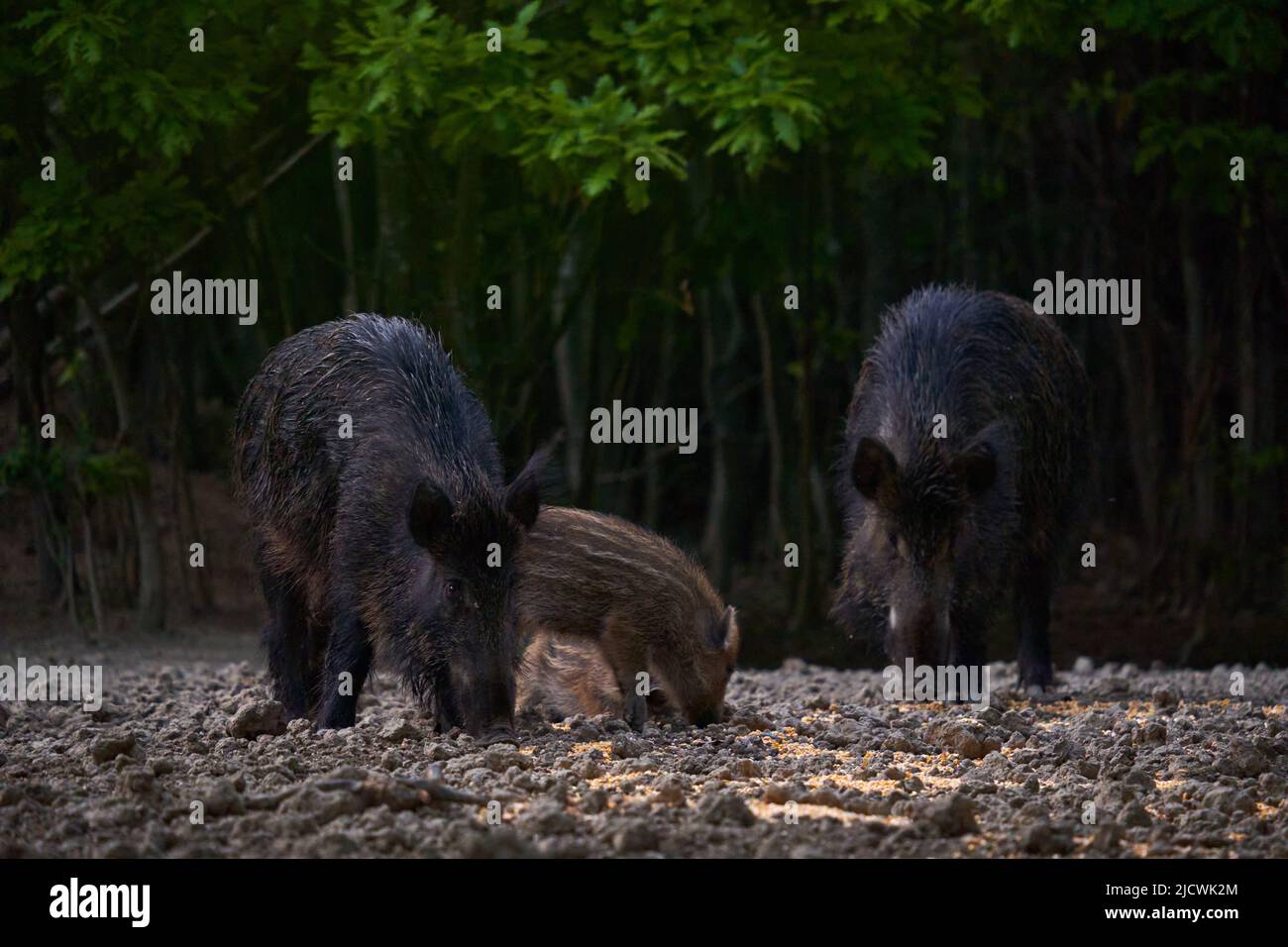 Wild hog herd rooting for food in the forest Stock Photo - Alamy