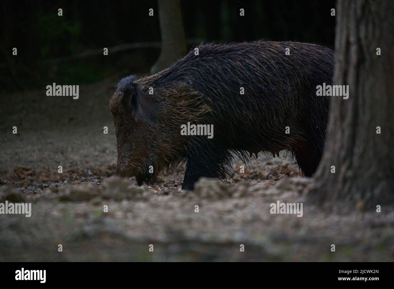 Large dominant wild hog female rooting in the forest Stock Photo - Alamy