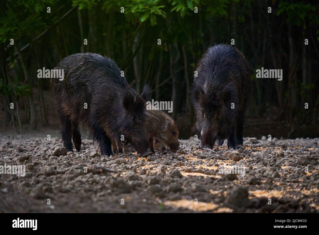 Wild hog herd rooting for food in the forest Stock Photo - Alamy