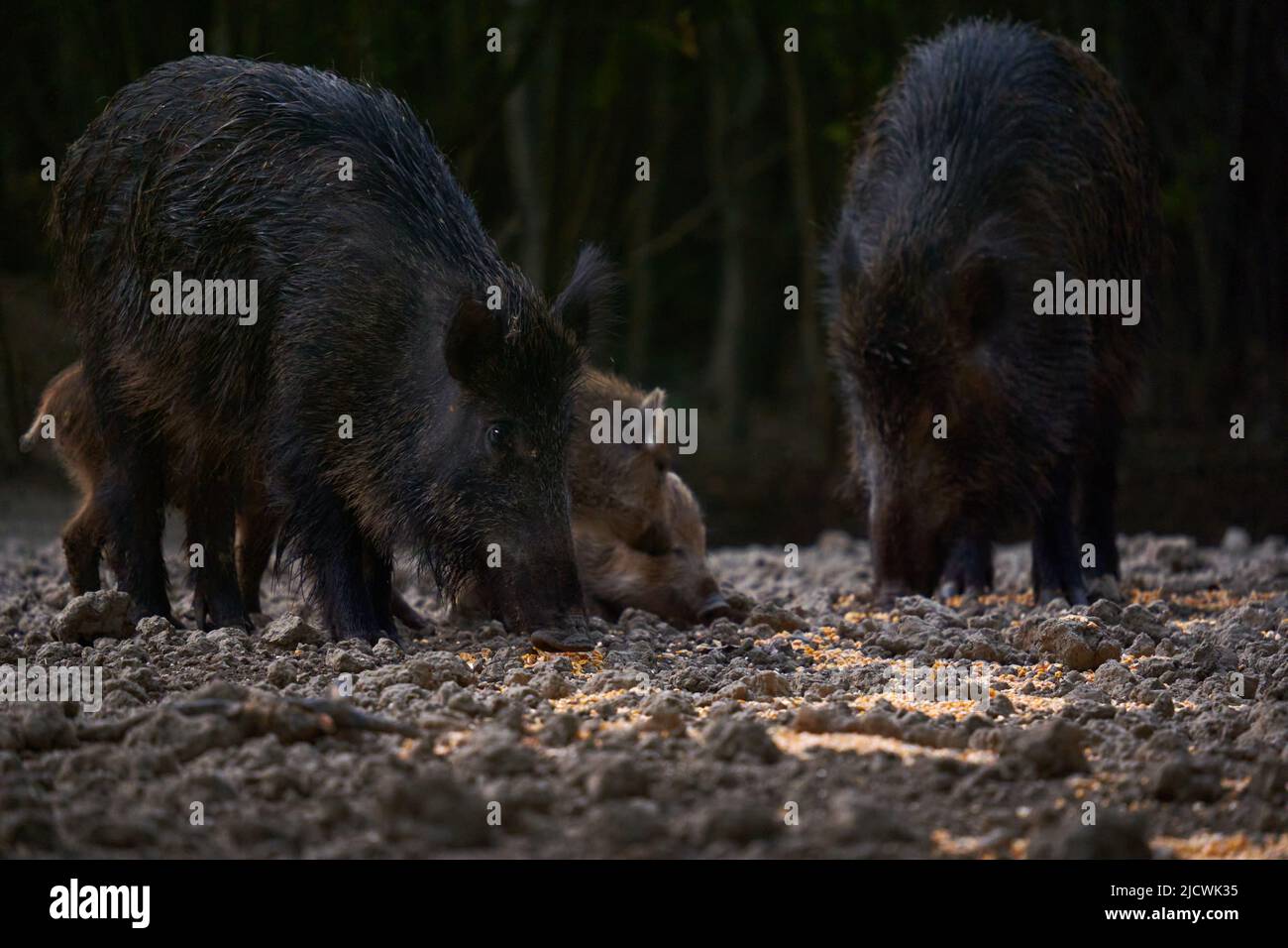 Wild hog herd rooting for food in the forest Stock Photo - Alamy