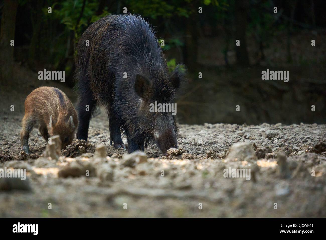 Wild hog herd rooting for food in the forest Stock Photo - Alamy