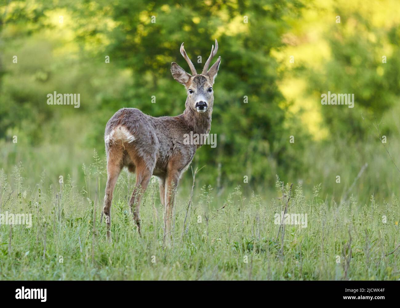 Roe deer male (roebuck) on a pasture by the forest Stock Photo - Alamy