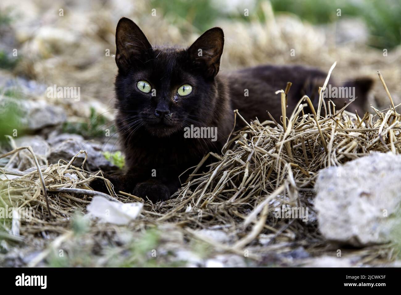 Wild kitty hi-res stock photography and images - Alamy