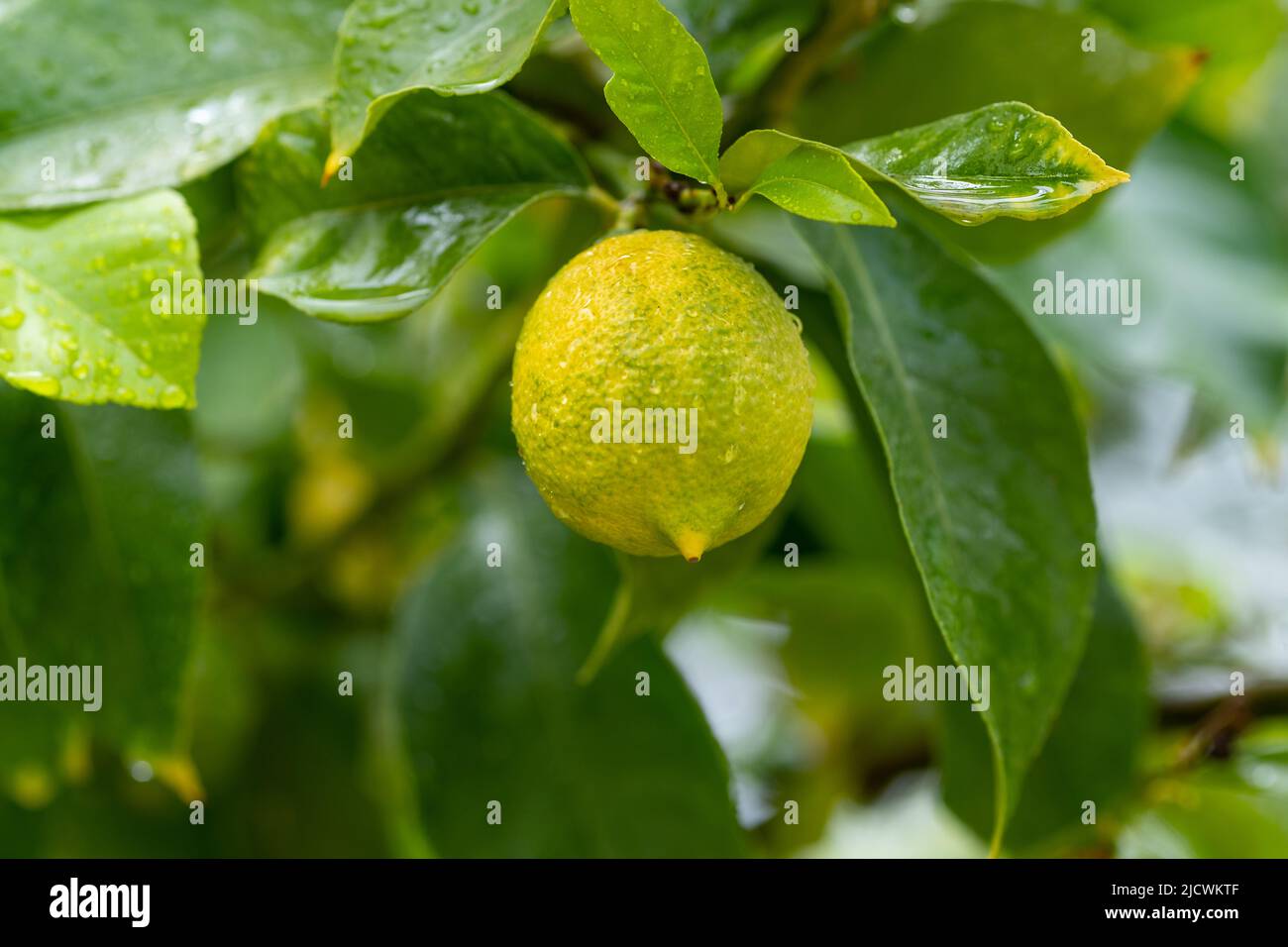Ripe lemons hanging on a tree. Growing a lemon. Mature lemons on tree ...