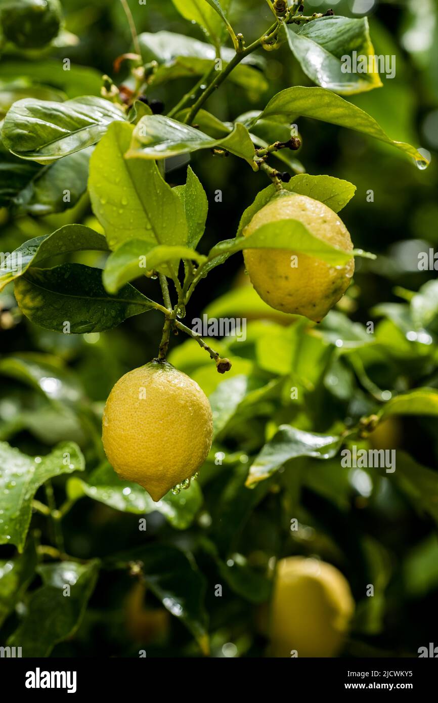 Ripe lemons hanging on a tree. Growing a lemon. Mature lemons on tree ...