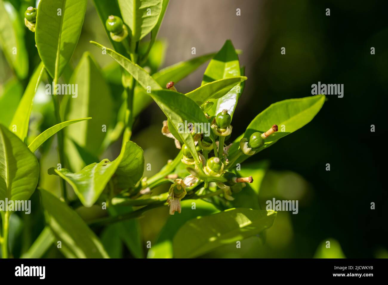 New growing tiny lemons growing on the tree. Selective focus, close up ...