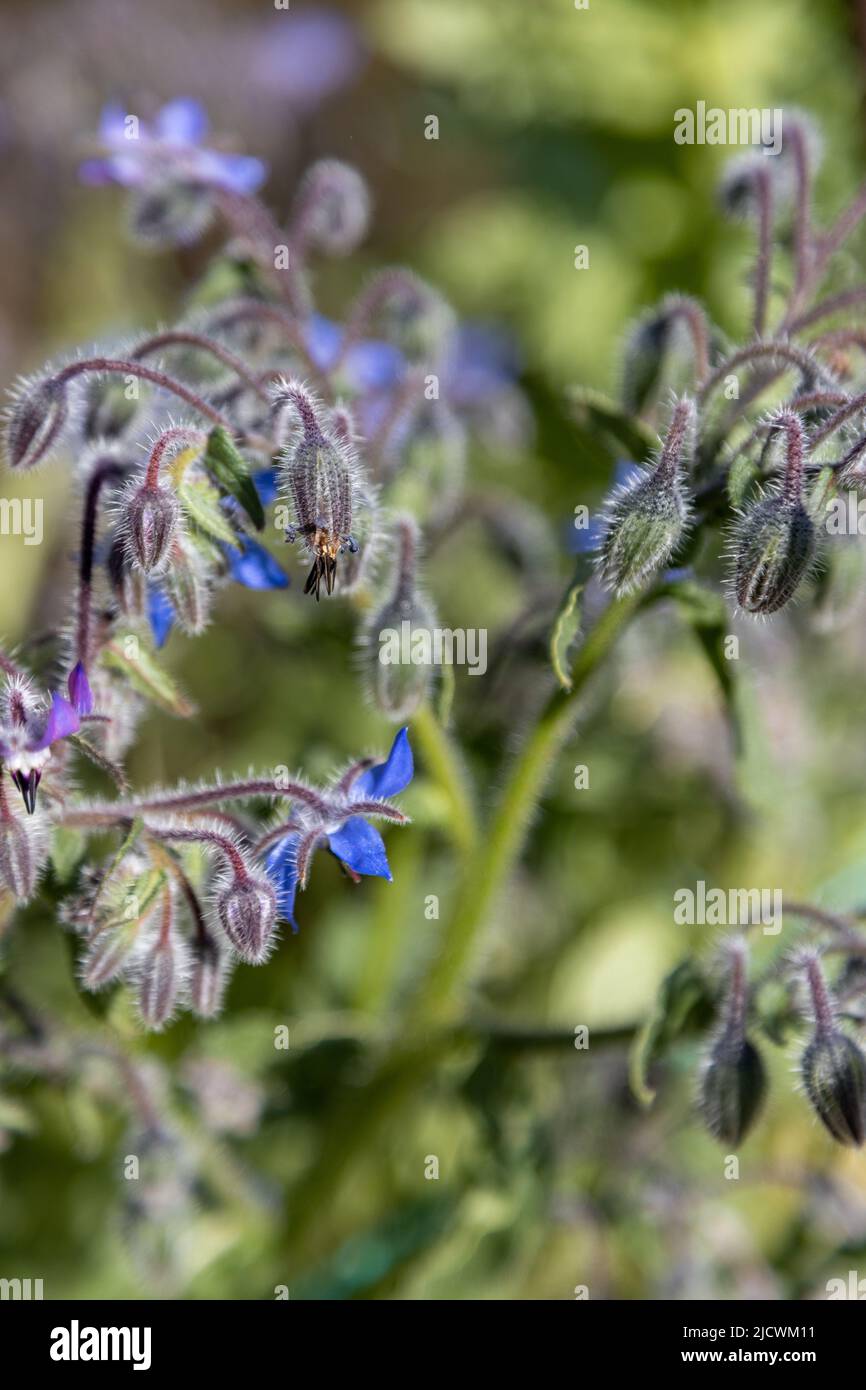 Borrage hi-res stock photography and images - Alamy