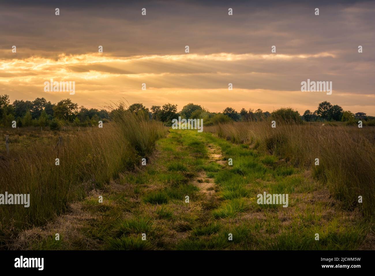 Moody sunset over swamp. Hiking trail that goes across the moor Stock ...