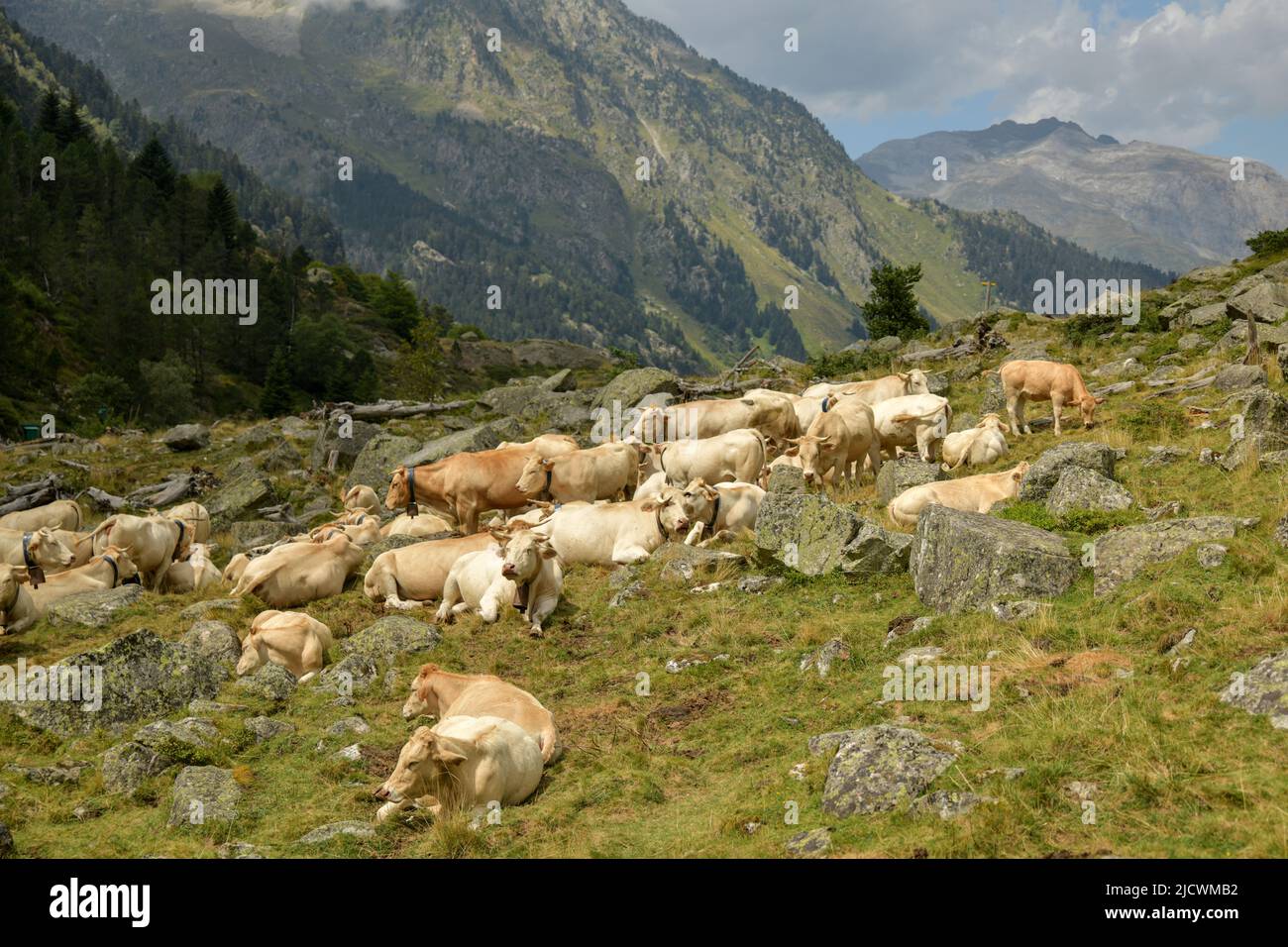 Cows with bells around their necks graze high in the mountains in the ...