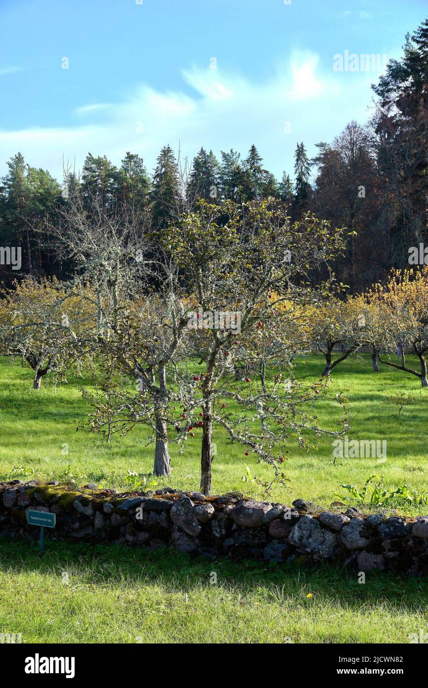 Old apple tree in garden. High quality Stock Photo - Alamy