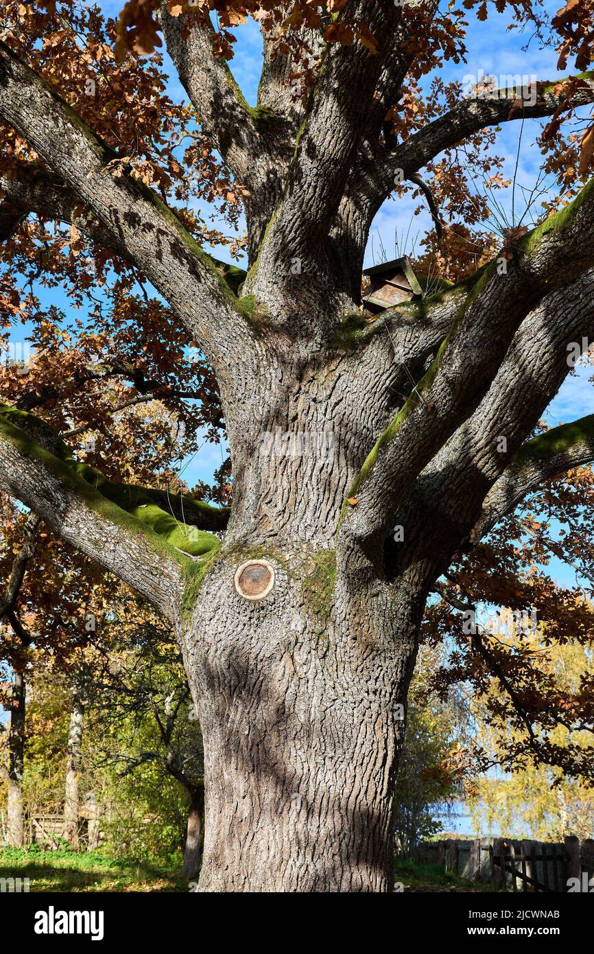 Tall tree high quality hi-res stock photography and images - Alamy