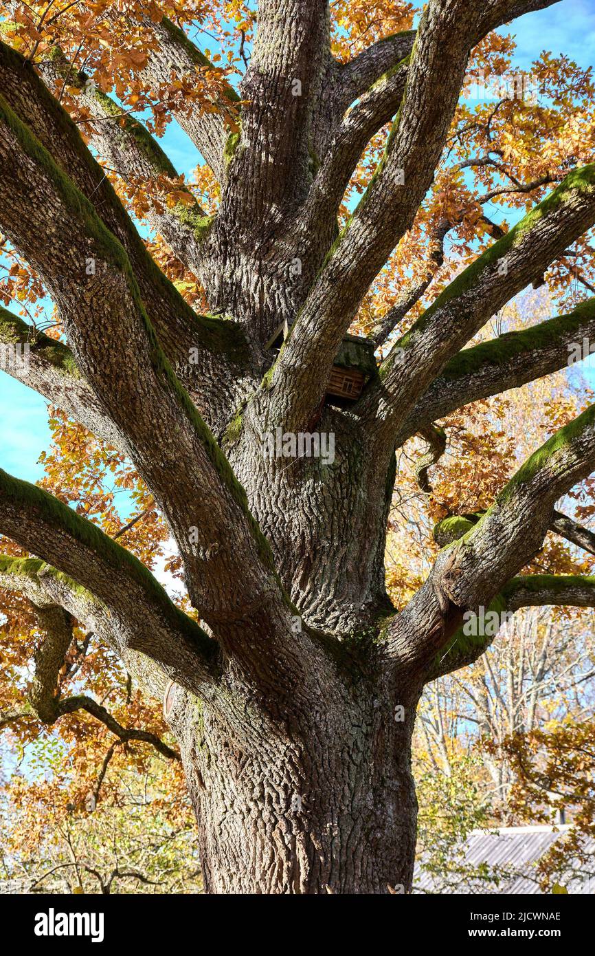 Old growth oak tree hi-res stock photography and images - Alamy