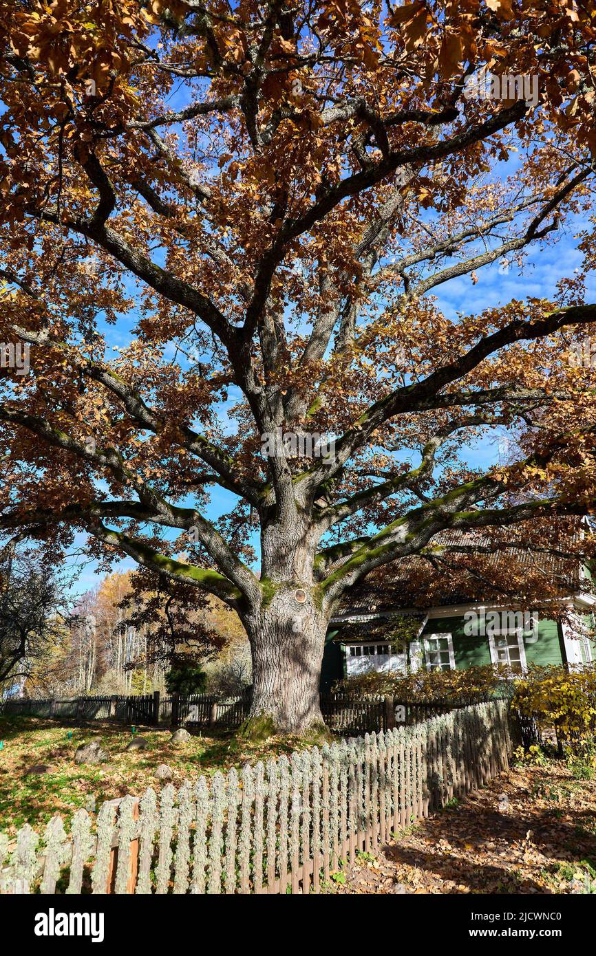 Huge oak tree in sunbeams. High quality Stock Photo - Alamy