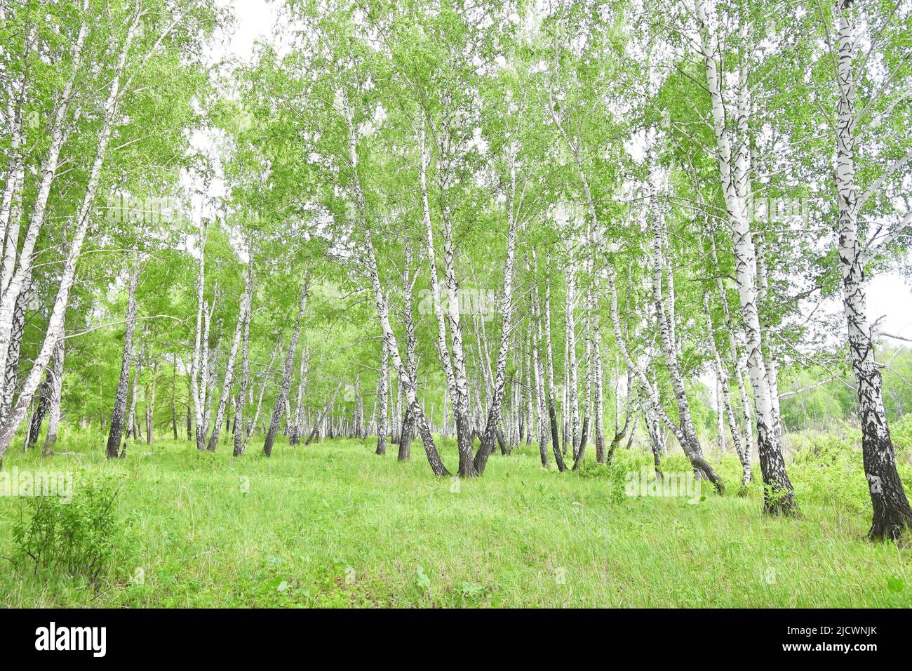Spring birch forest Stock Photo - Alamy