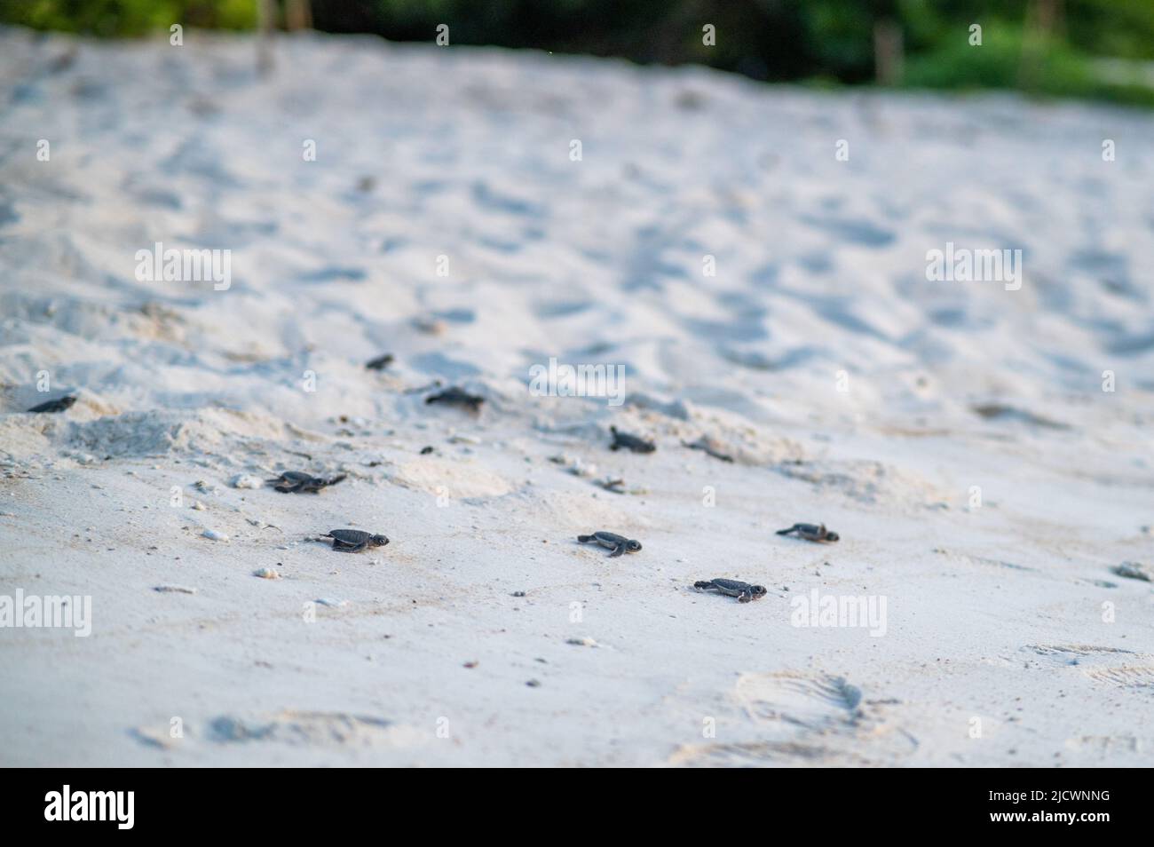(220616) -- REDANG ISLAND, June 16, 2022 (Xinhua) -- Baby green turtles ...