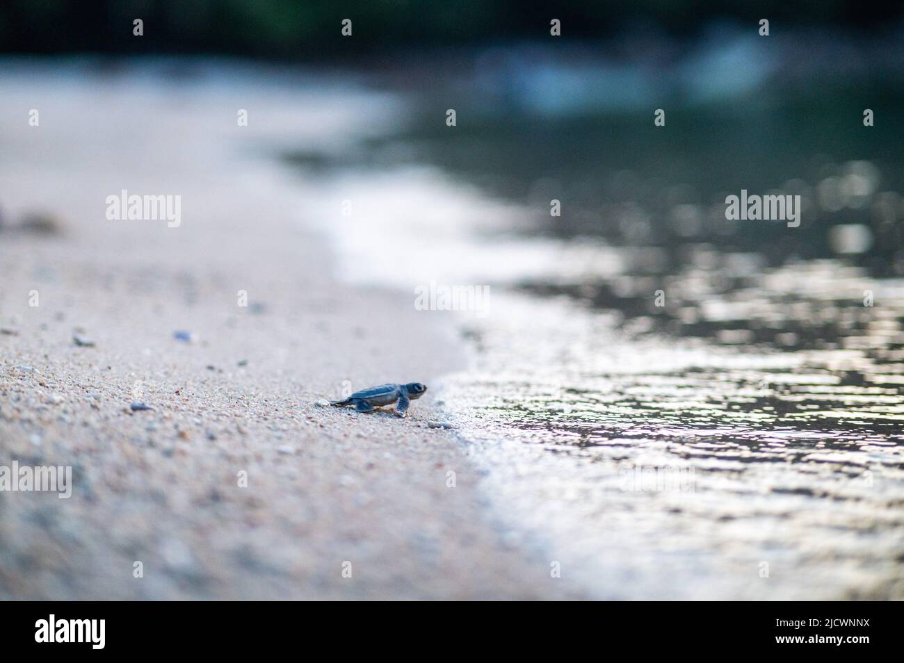 (220616) -- REDANG ISLAND, June 16, 2022 (Xinhua) -- A baby green ...
