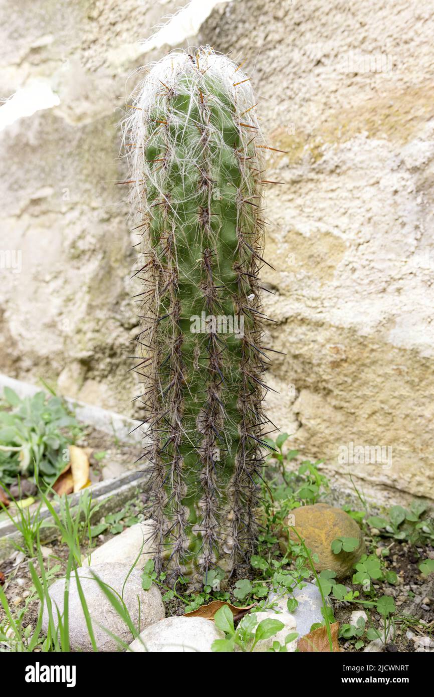 outdoor and ornamental, vertical cactus Echinopsis uyupampensis Stock ...