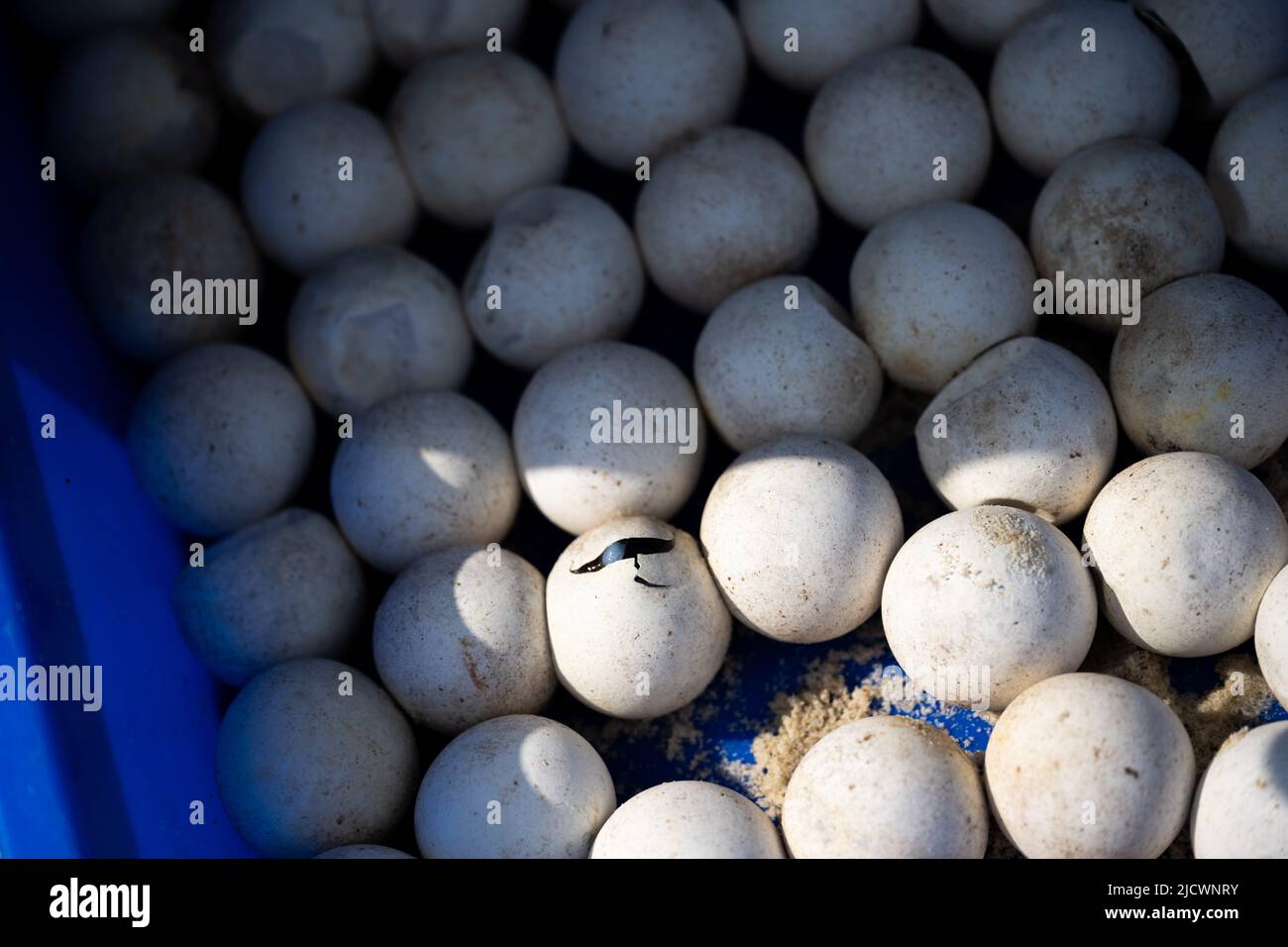 (220616) -- REDANG ISLAND, June 16, 2022 (Xinhua) -- Unhatched eggs are ...