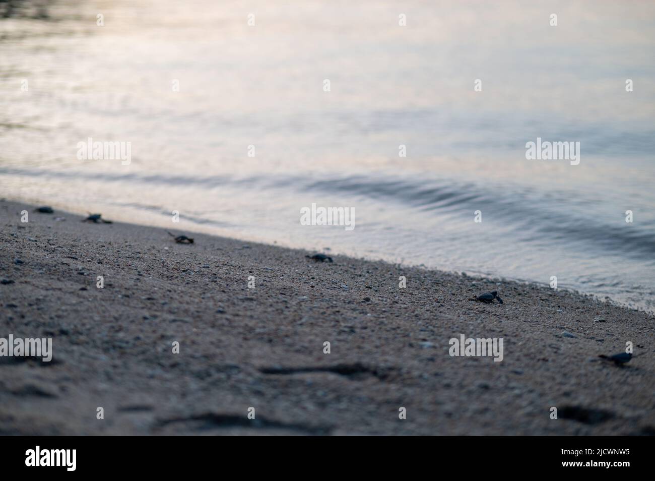 (220616) -- REDANG ISLAND, June 16, 2022 (Xinhua) -- Baby green turtles ...