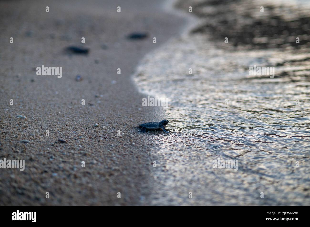 (220616) -- REDANG ISLAND, June 16, 2022 (Xinhua) -- A baby green ...