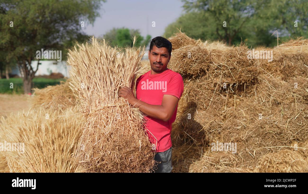 Indian farmer holding wheat crop bundle. Large pile of harvested wheat ...