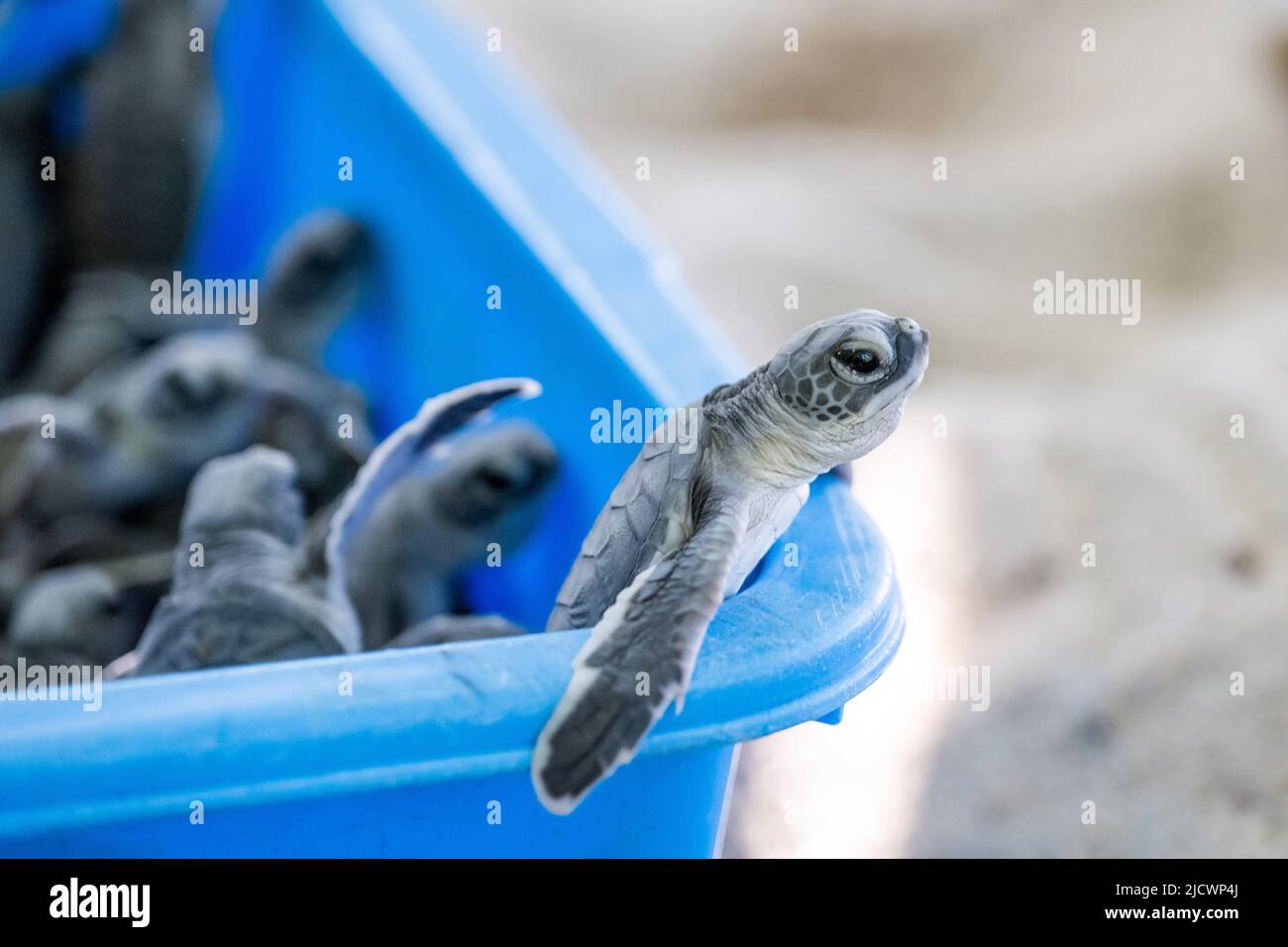 (220616) -- REDANG ISLAND, June 16, 2022 (Xinhua) -- A newly hatched ...