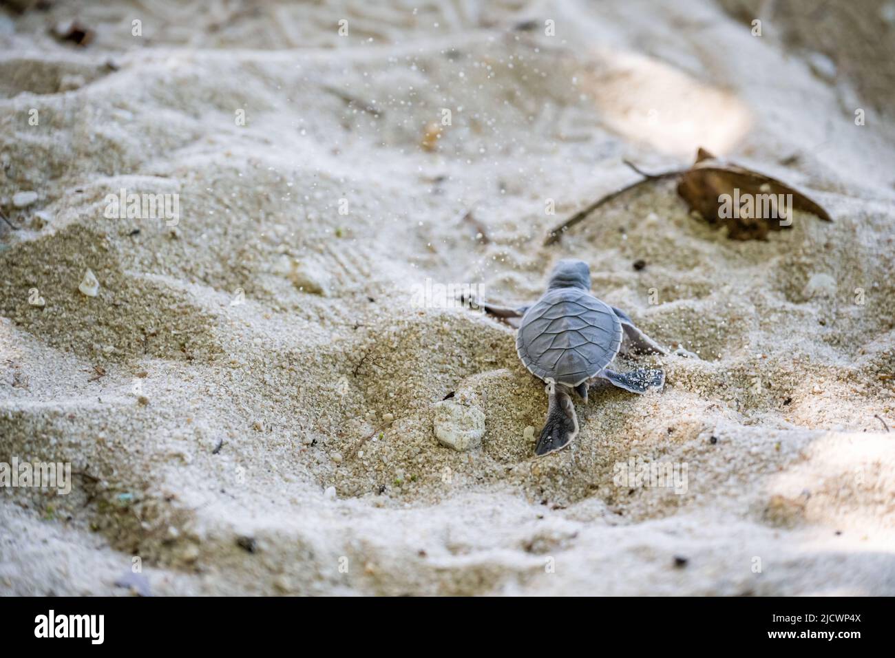 (220616) -- REDANG ISLAND, June 16, 2022 (Xinhua) -- A newly hatched ...