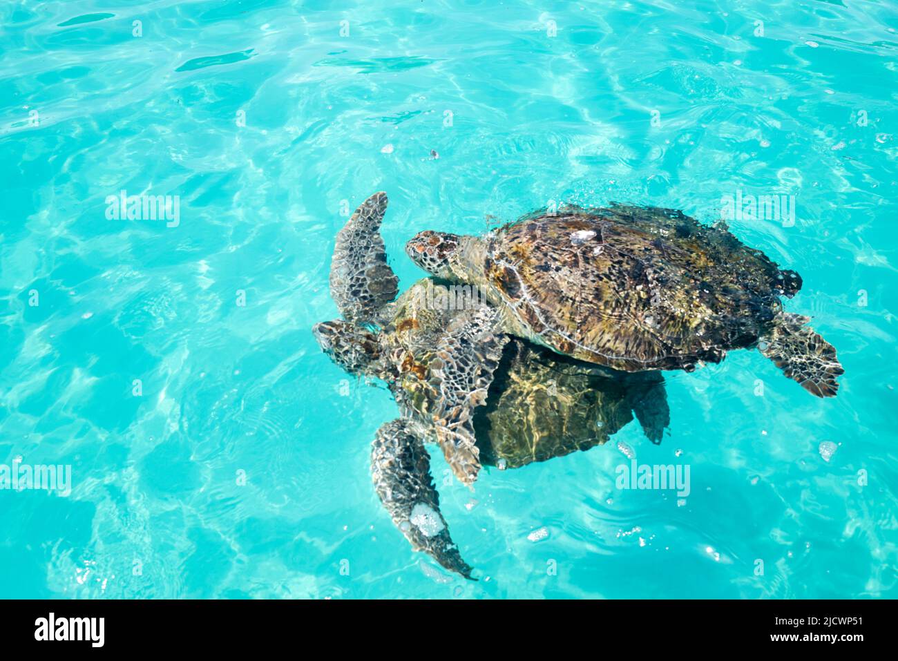 (220616) -- REDANG ISLAND, June 16, 2022 (Xinhua) -- Sea turtles are ...