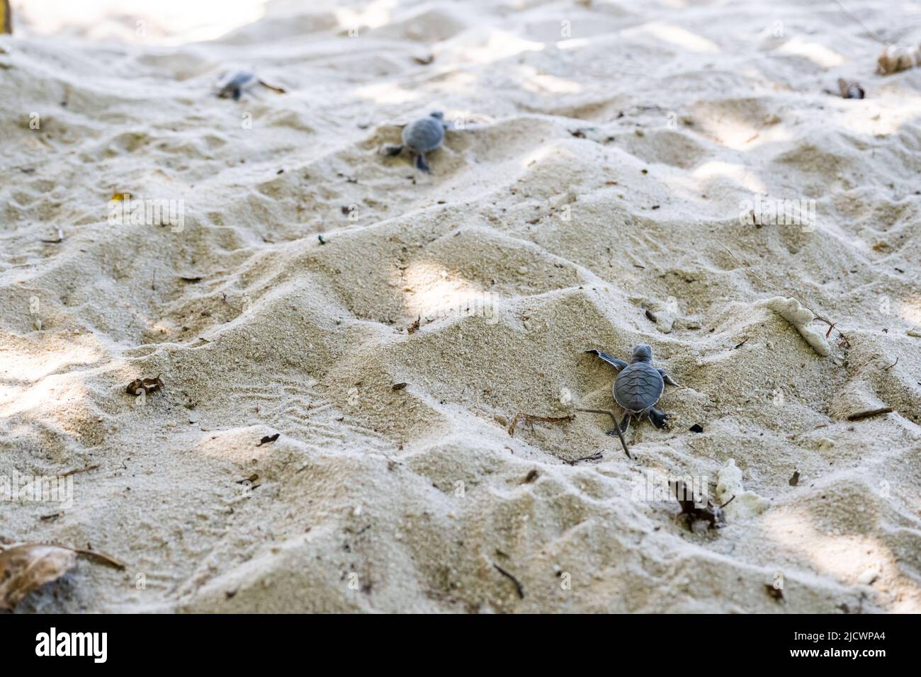 (220616) -- REDANG ISLAND, June 16, 2022 (Xinhua) -- Newly hatched baby ...