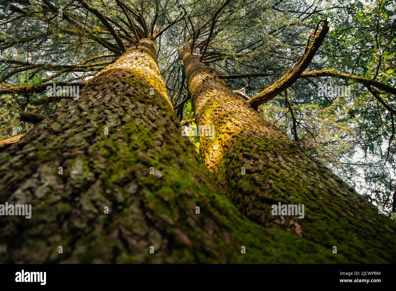 Tall forest evergreen from top hi-res stock photography and images - Alamy