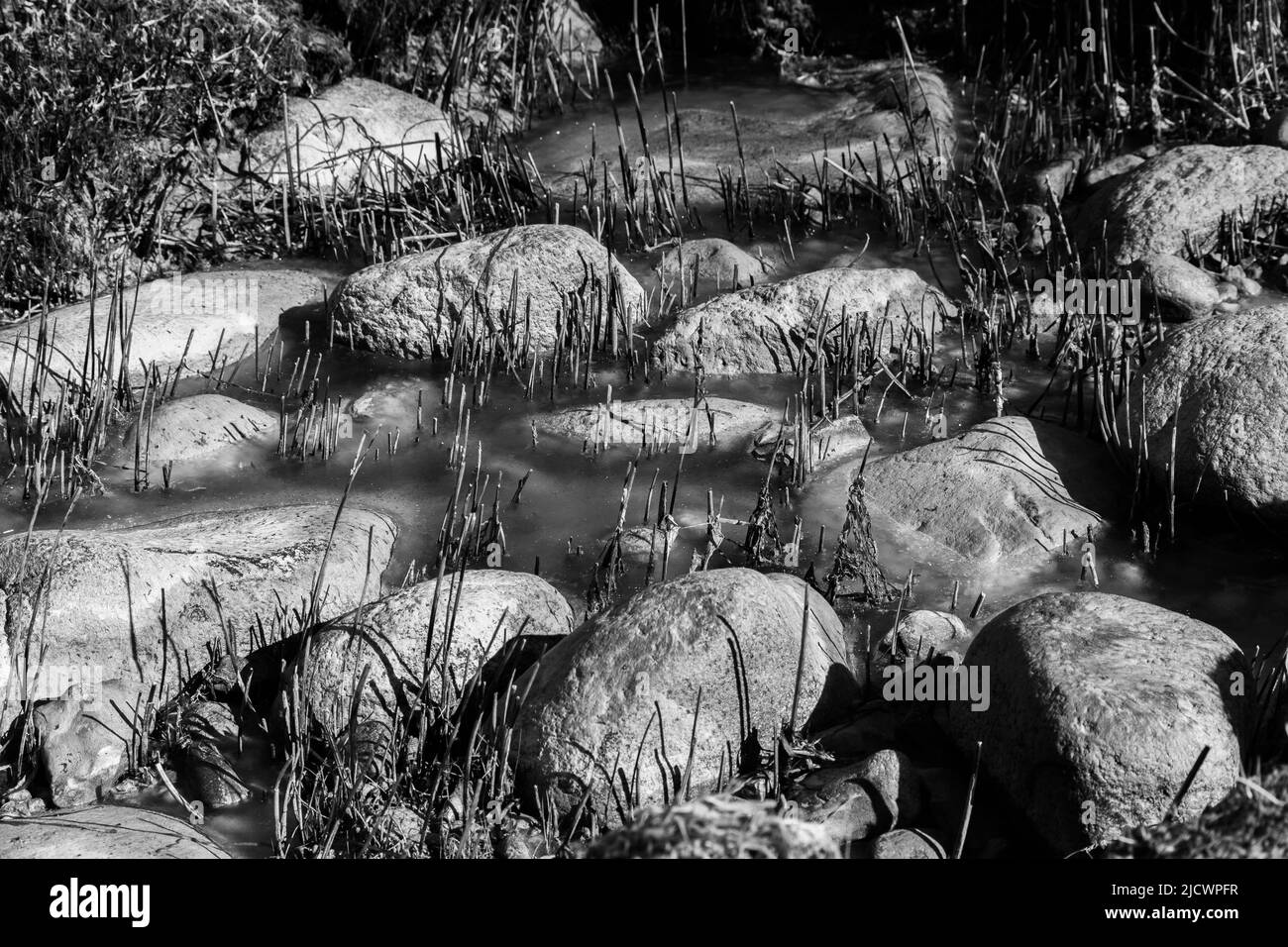 Algae covered rocks on a beach. Black white view Stock Photo - Alamy