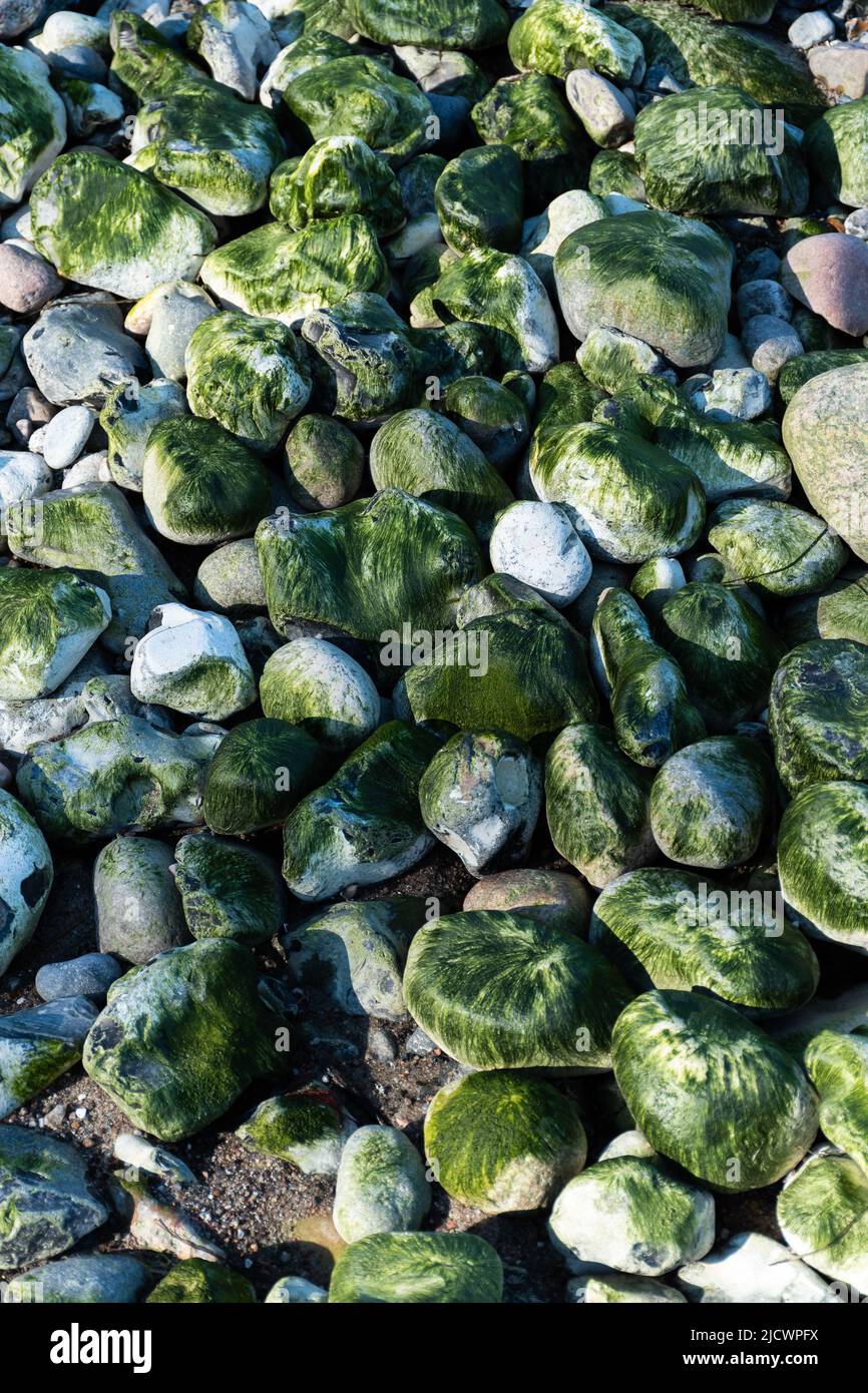 Algae covered rocks on a beach Stock Photo - Alamy