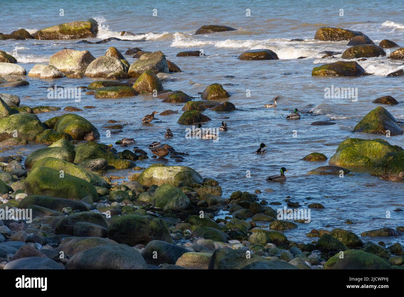 Small group of ducks swimming on the Baltic Sea Stock Photo - Alamy