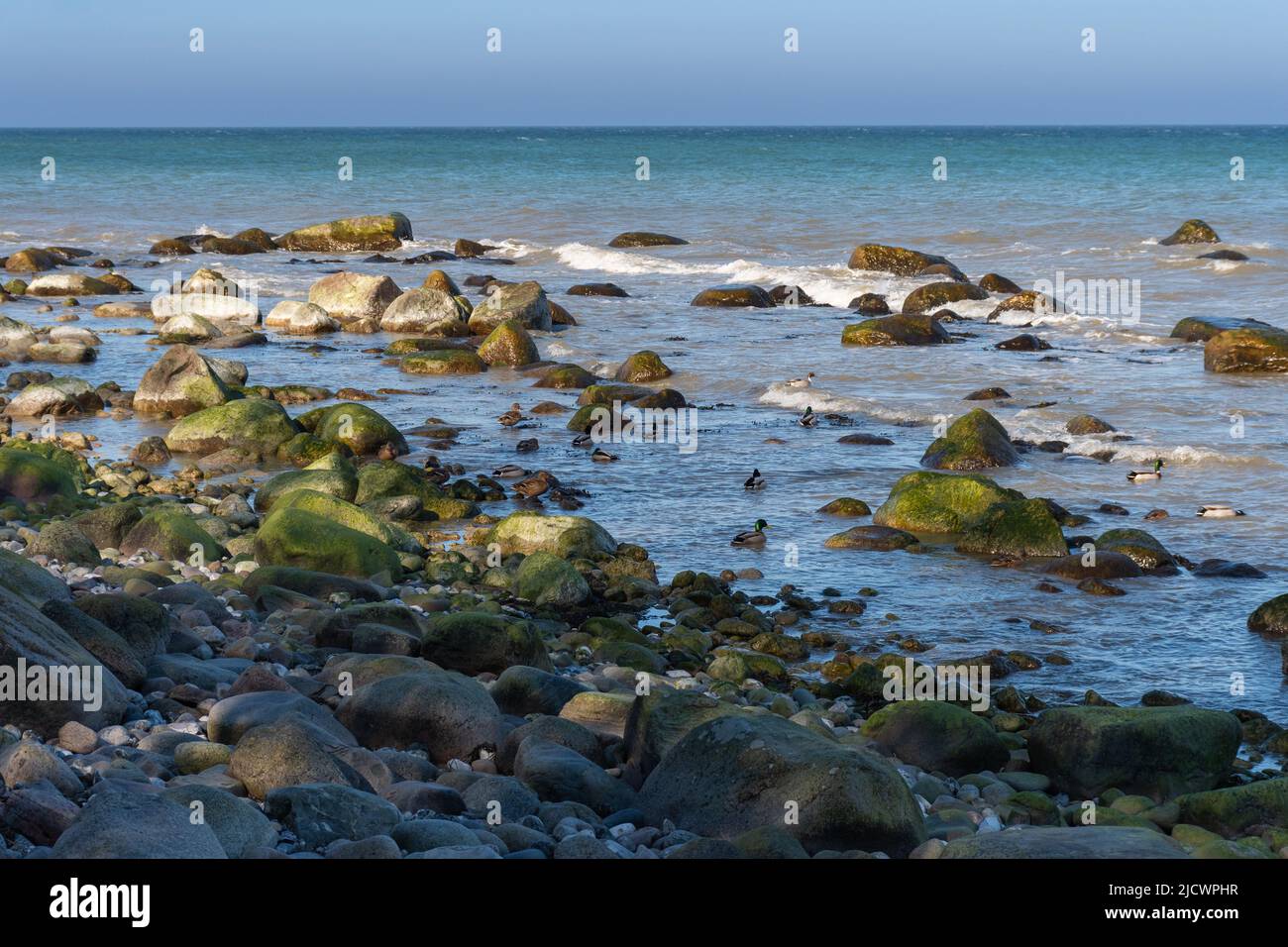 Small group of ducks swimming on the Baltic Sea Stock Photo - Alamy