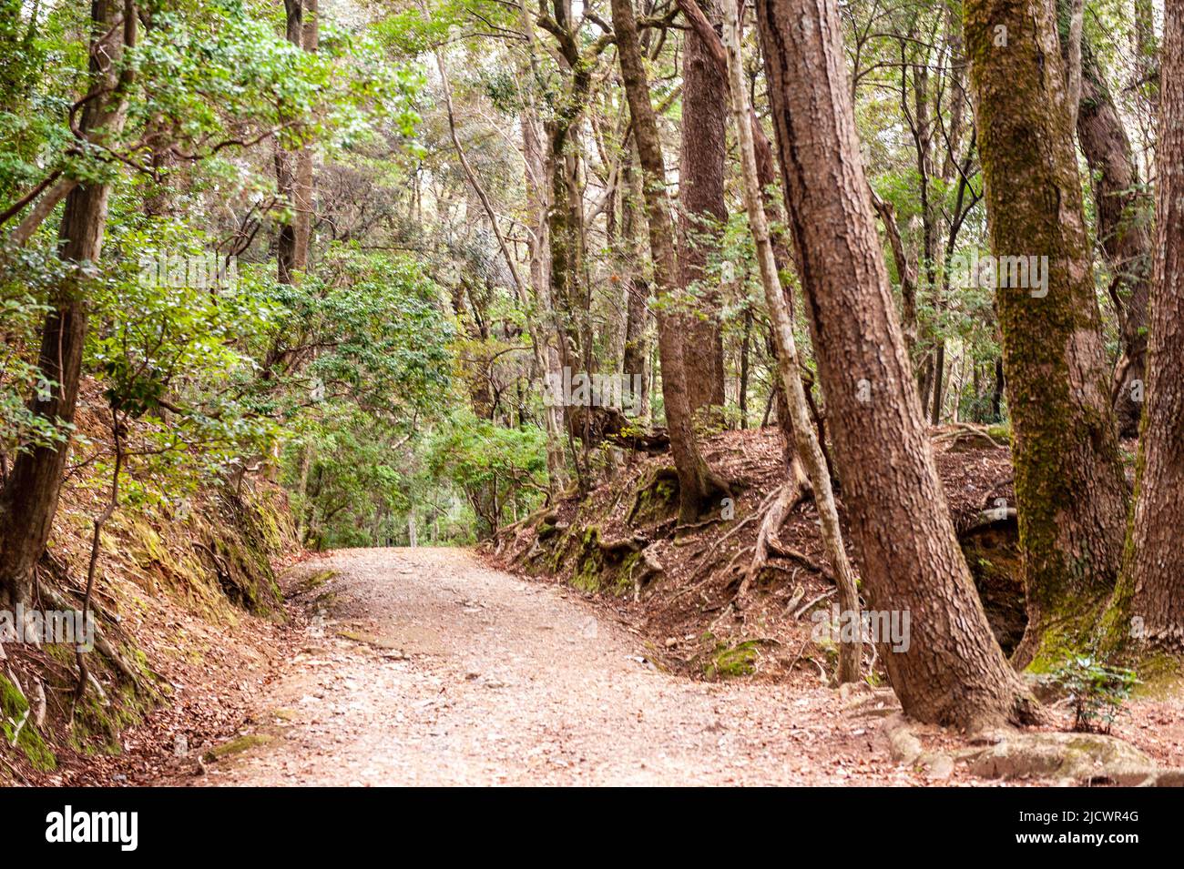 Nara peace park hi-res stock photography and images - Alamy