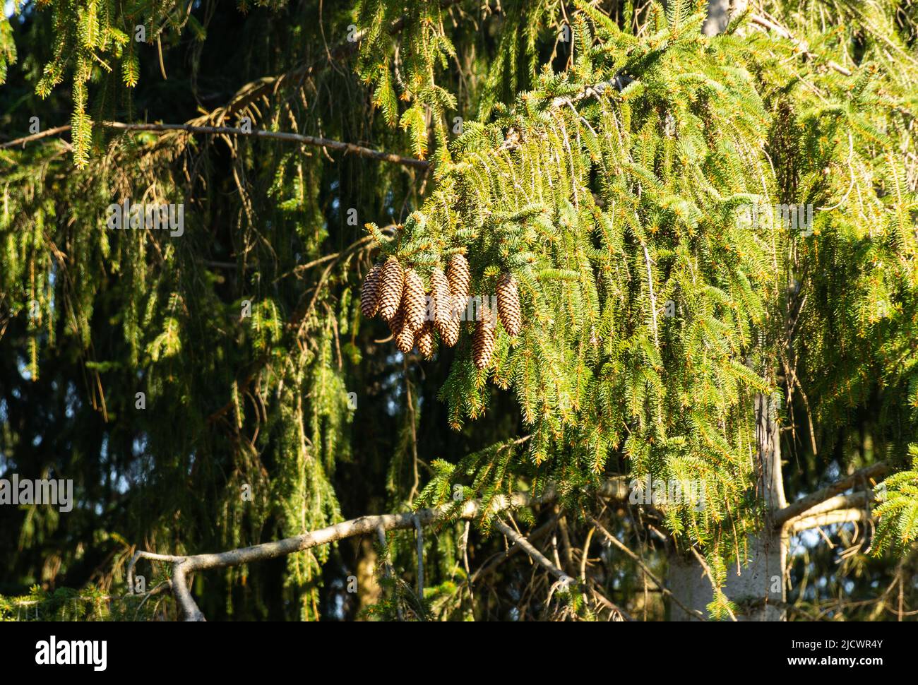 Conifer detail hi-res stock photography and images - Alamy