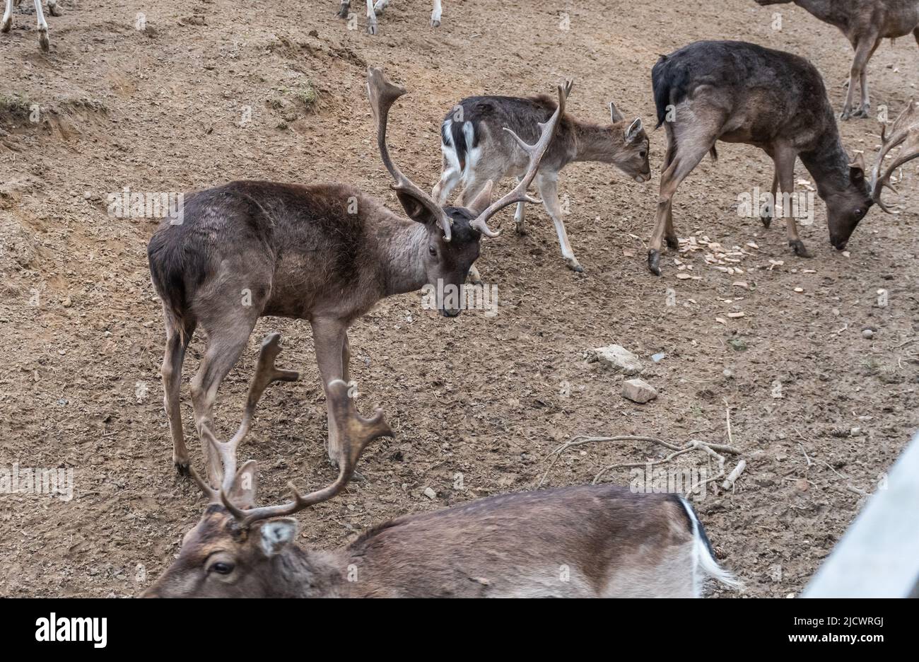 Fallow deer in an outdoor enclosure Stock Photo - Alamy