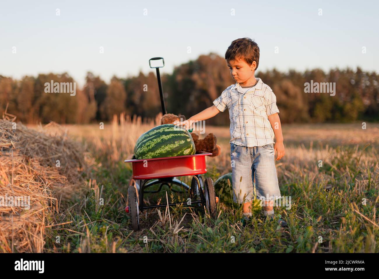 boy eating watermelon. happy child in field at sunset. Ripe watermelons ...
