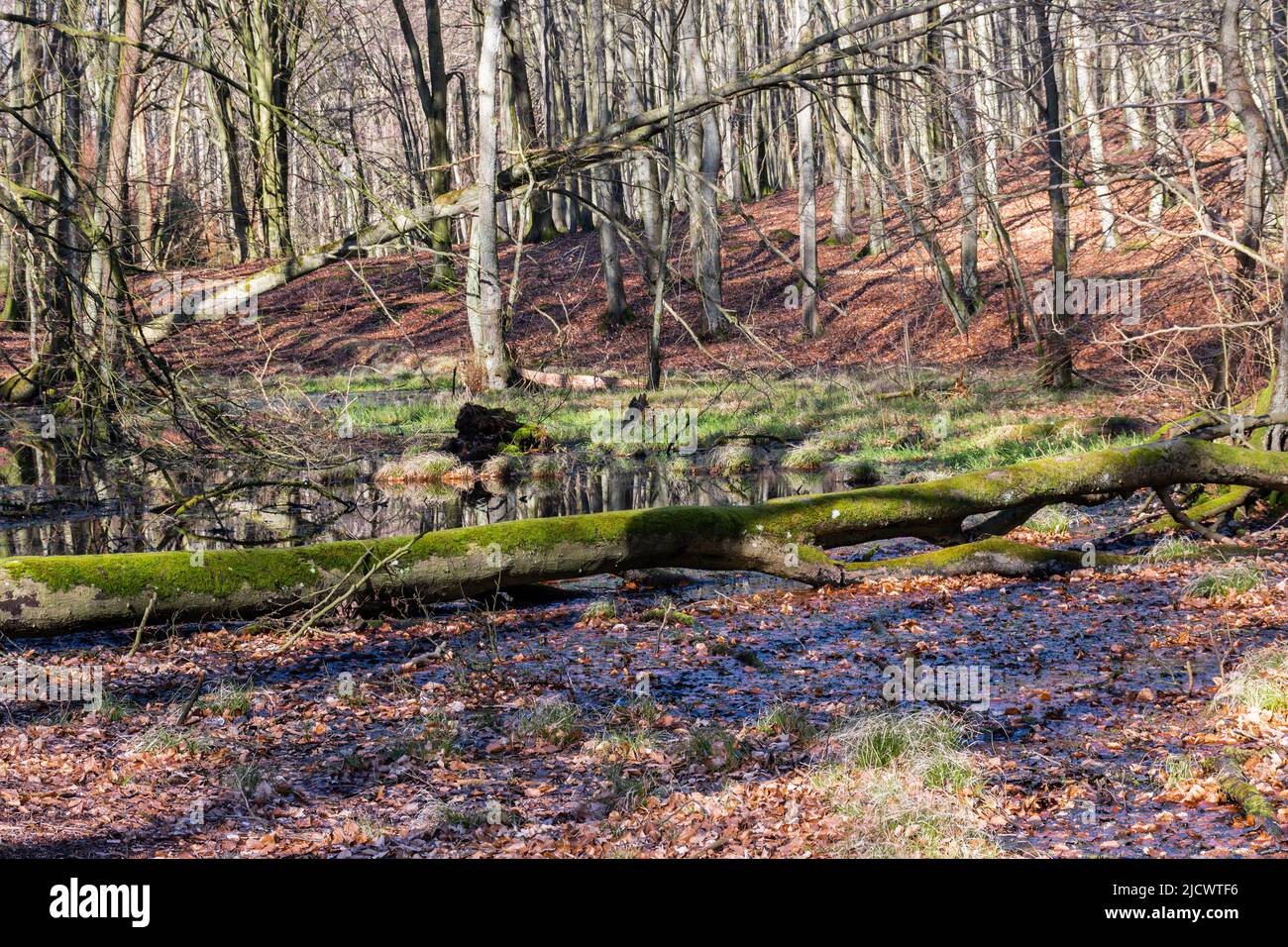 Untouched wetlands hi-res stock photography and images - Alamy