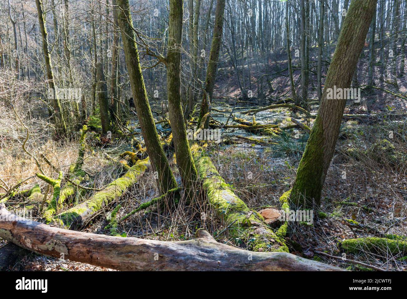 Untouched wetlands hi-res stock photography and images - Alamy