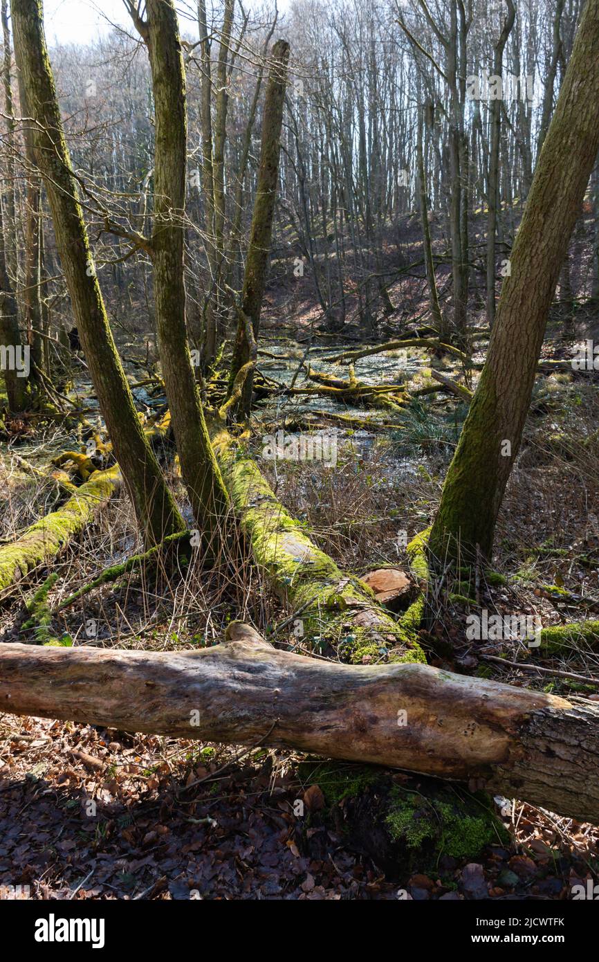 Untouched wetlands hi-res stock photography and images - Alamy