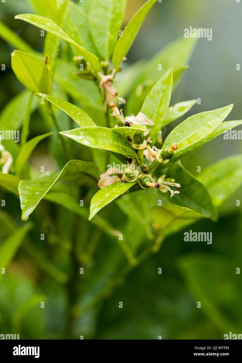 New growing tiny lemons growing on the tree. Selective focus, close up ...