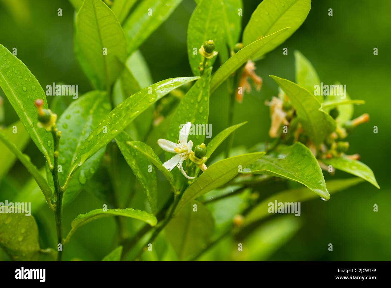 New growing tiny lemons growing on the tree. Selective focus, close up ...