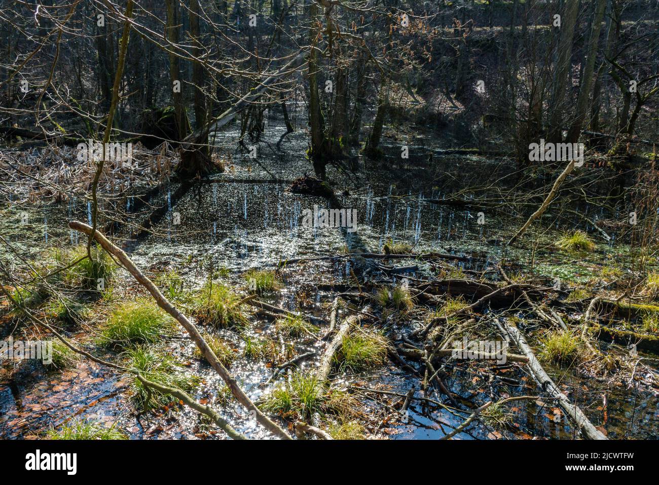 Untouched wetlands hi-res stock photography and images - Alamy