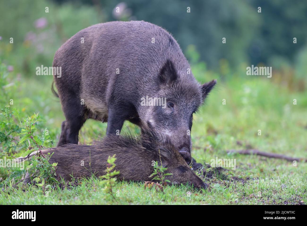 Boar sus scrofa burrow hi-res stock photography and images - Alamy