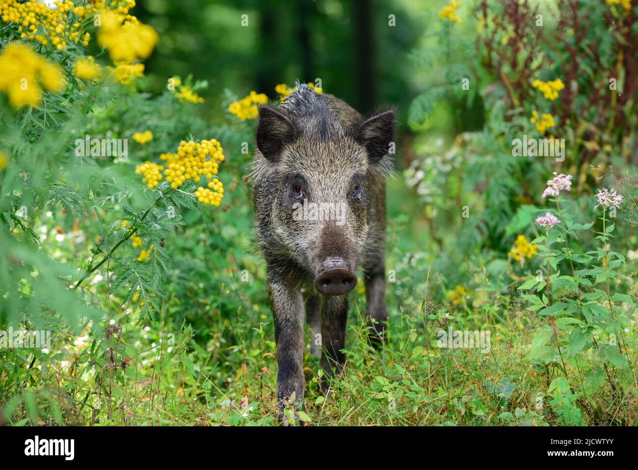 Wild boar stands in summer forest with yellow flowers and looks ...